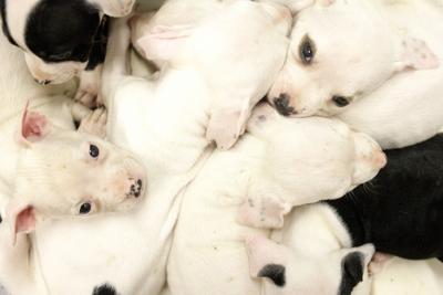 Berkeley animal shelters in need of support | Editorials ...