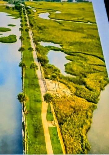 Change of plans for Pitt St. planting