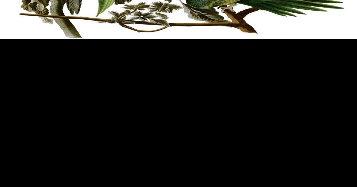 National Bird Day leads to reflections on Carolina parakeet | News ...