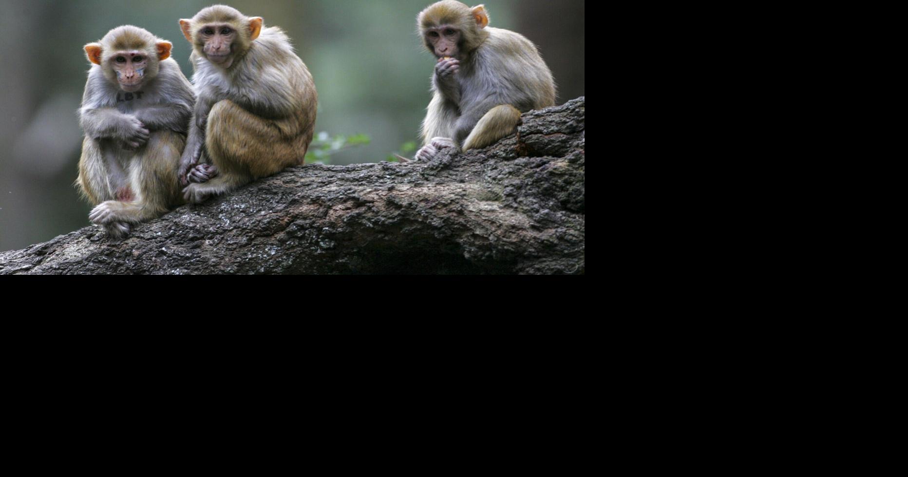 SC Morgan Island houses rhesus monkeys used in research
