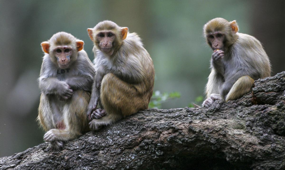 SC Morgan Island houses rhesus monkeys used in research