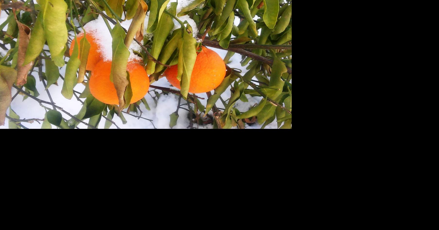 After the deep freeze: Citrus expert weighs in on what to do next