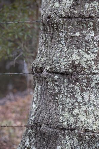 A working farm on Johns Island SC is protected forever
