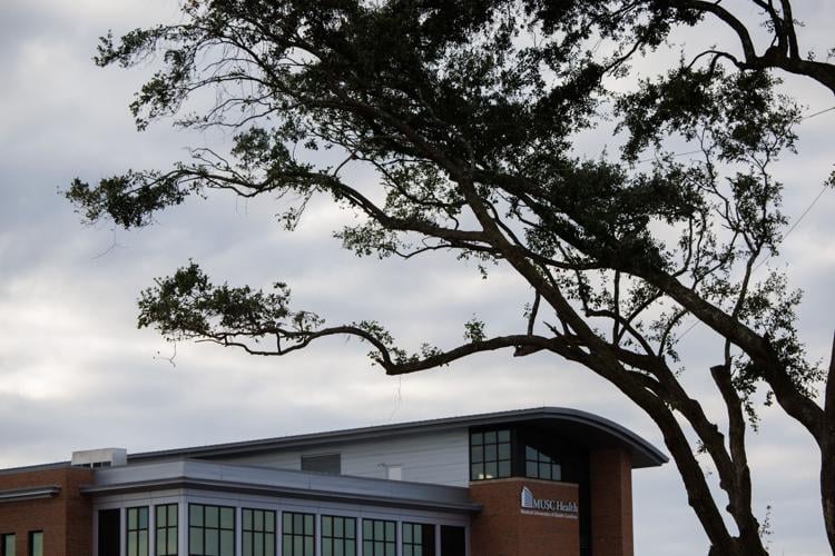 mount pleasant trees