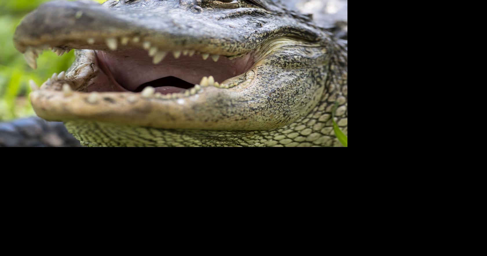 Have you encountered a gator? We asked an expert what to do.