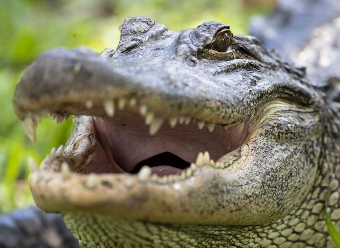 Have you encountered a gator? We asked an expert what to do.