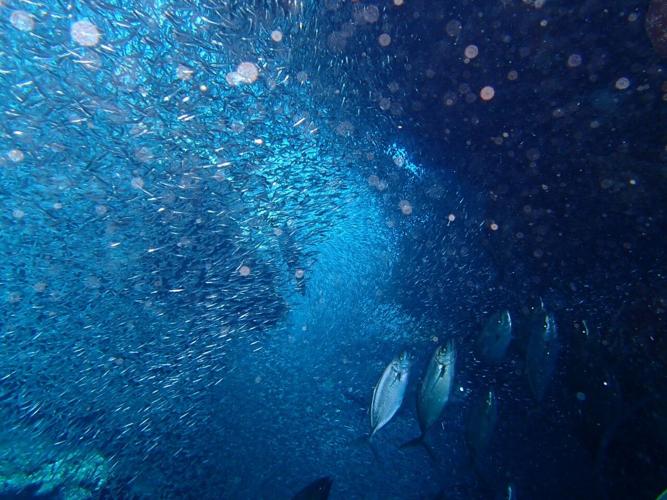 Reader photo pick of the week: Fish