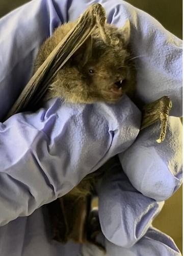 Endangered gray bat species found in Greenville County SC