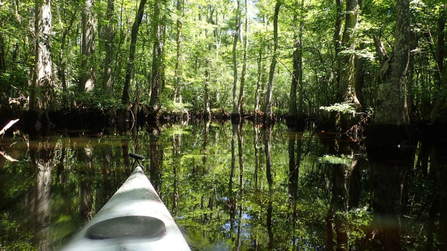 Beidler Forest celebrates 50 years