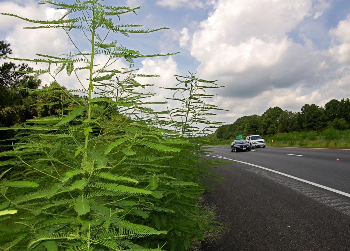 Tall roadside weeds called embarrassment