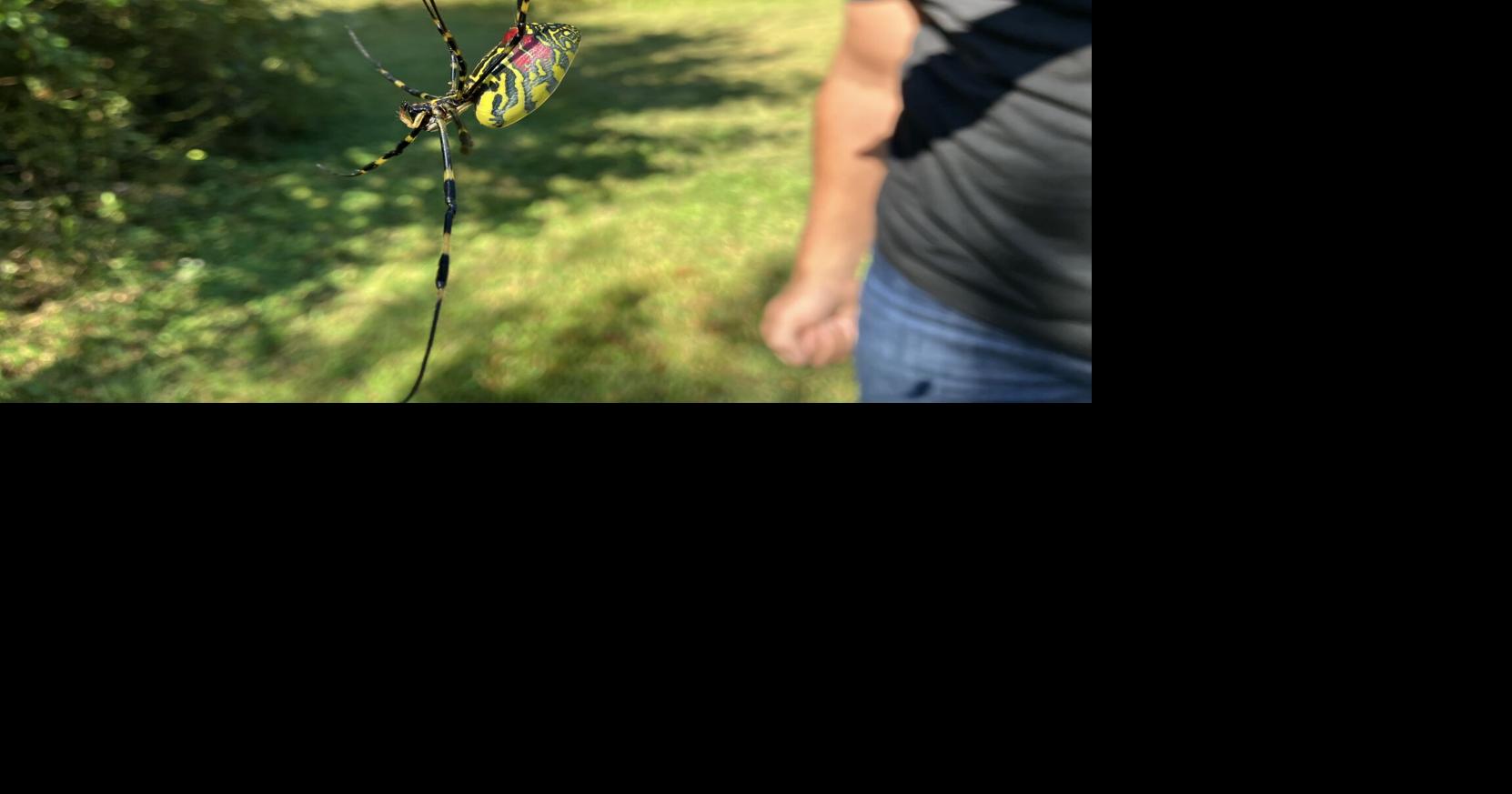 Joro watch begins as large Asian spider emerges in the South