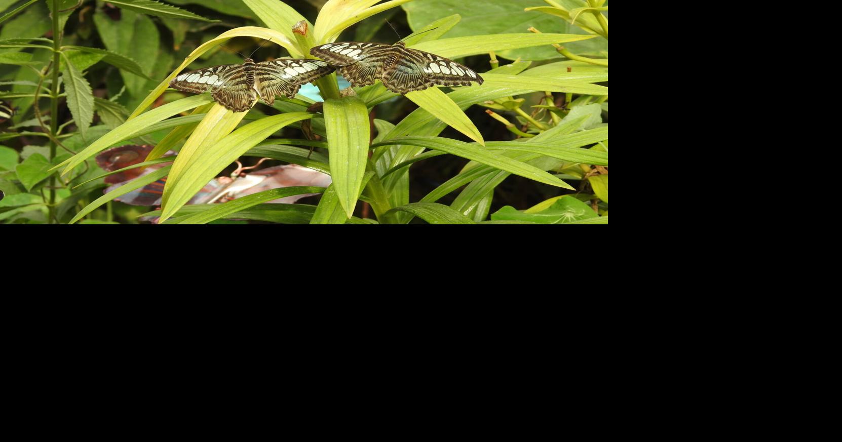 Reader photo pick of the week: Insects