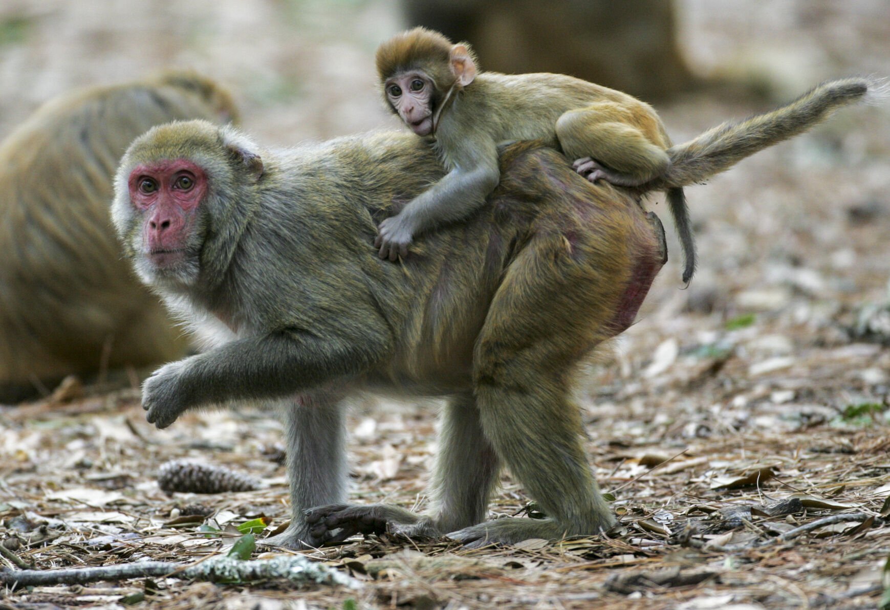 Morgan Island SC may be damaged by monkey, primate colony