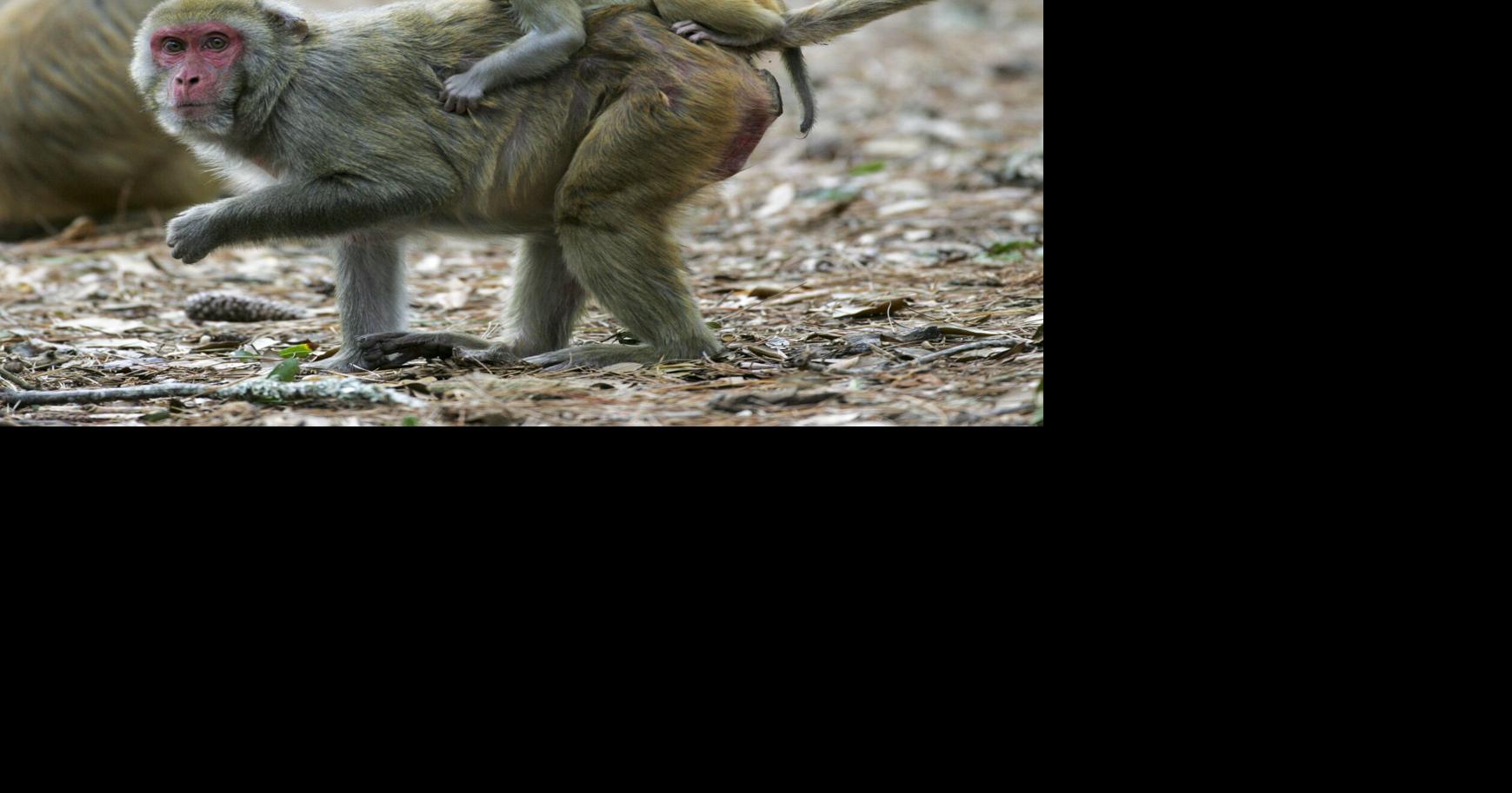 Monkey Island in the ACE Basin is home to rhesus monkeys