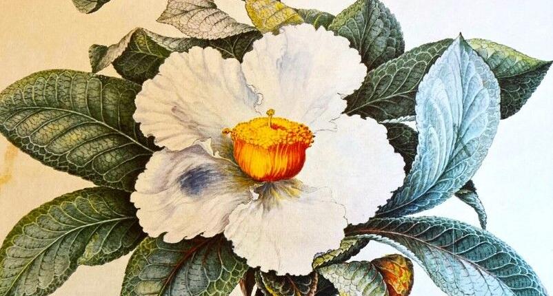 ECOVIEWS: What happened to Franklinia in the wild?