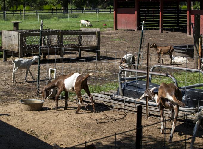 Photos: Farm animals kid around at The Goatery on Kiawah River