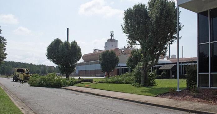 Invasive trees removed from AGY property