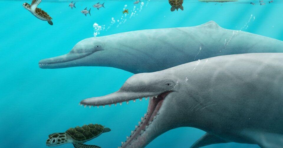 extinct dolphins