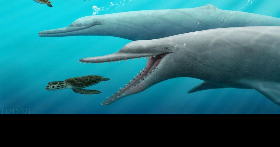 Study sheds light on ancient dolphins with Lowcountry link | SC Climate ...