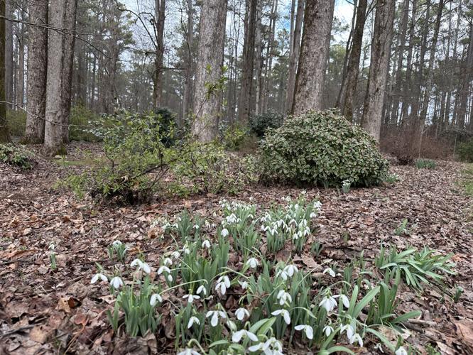 Snowdrops bring cheer and charm to winter gardens everywhere