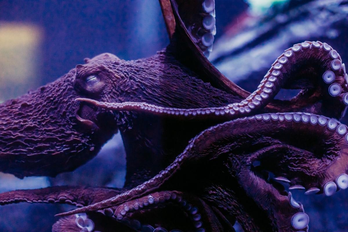 real large octopus