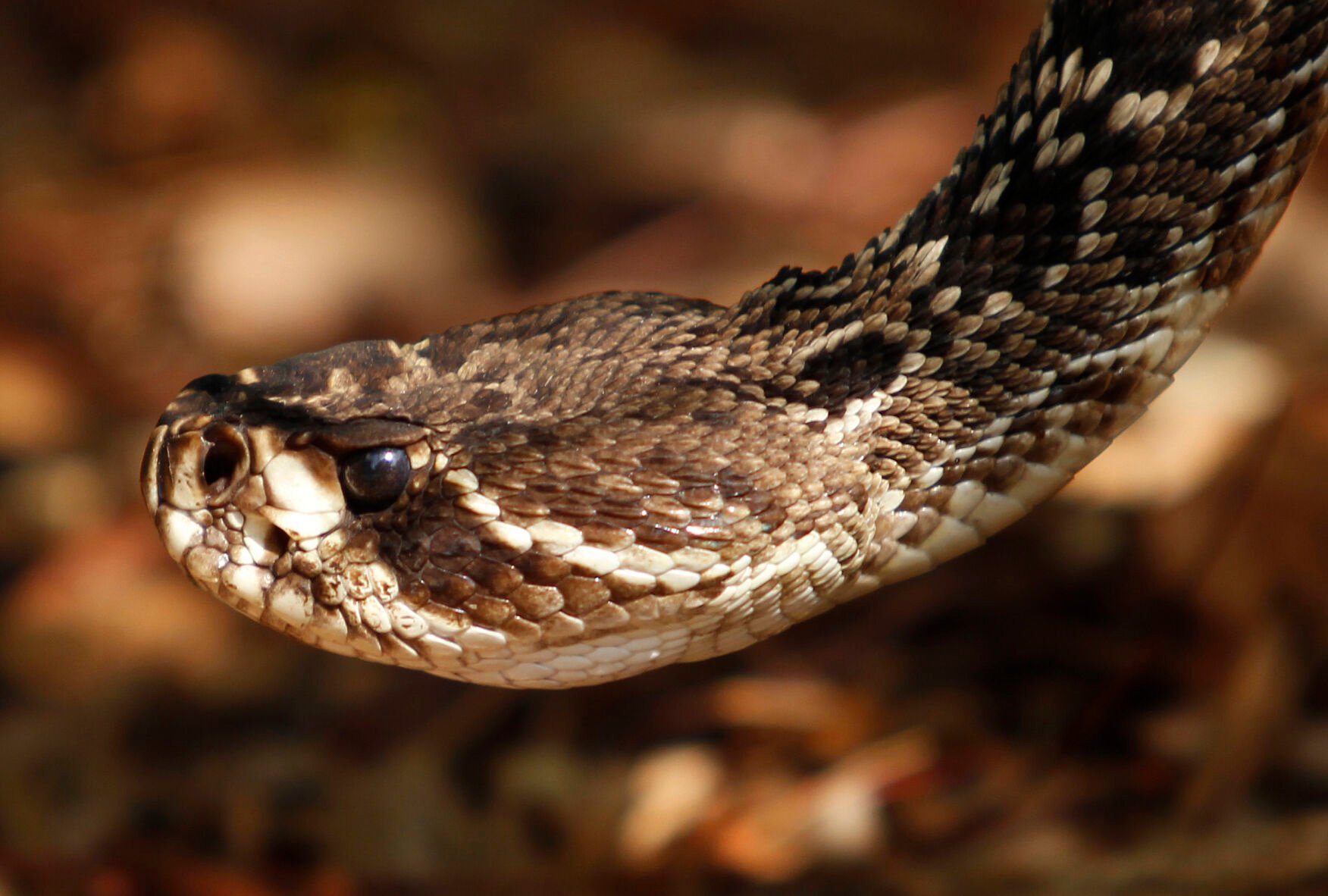 Snakes are out in SC. What to know and how to stay safe.