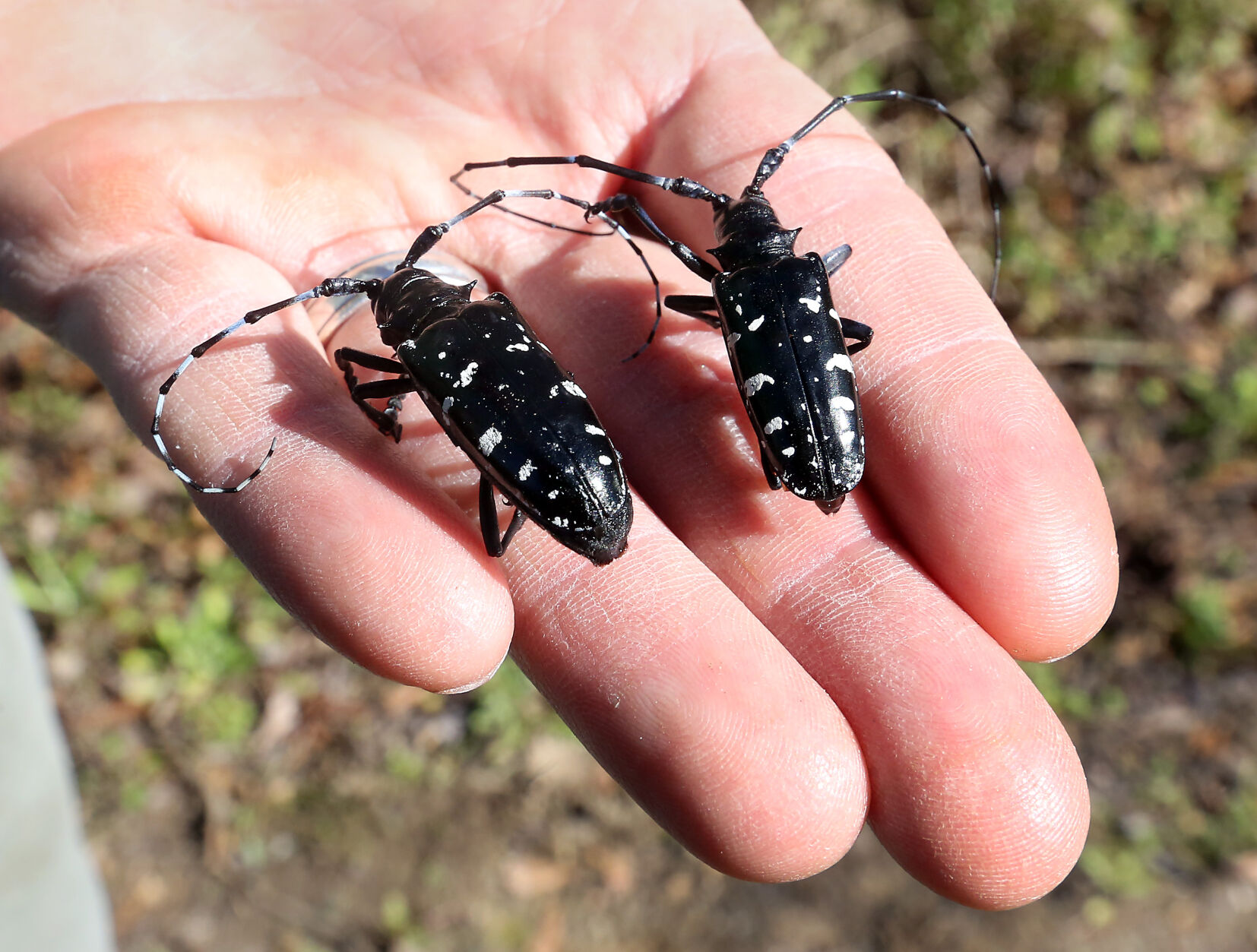 USDA urges people to check trees this month for Asian beetles as they ...