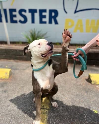 Flappers, felines, fundraising: 'Prom for Paws' returns with 'roaring ...