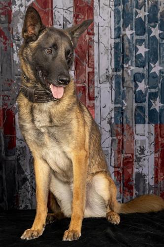 Police K9 killed after leash breaks in early morning pursuit