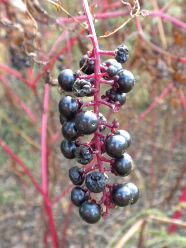 MYSTERY PLANT: Leaves from this plant have been used as a pot-herb ...