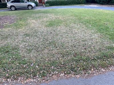 Horticulture Hotline: Control large patch fungus early | Community News ...