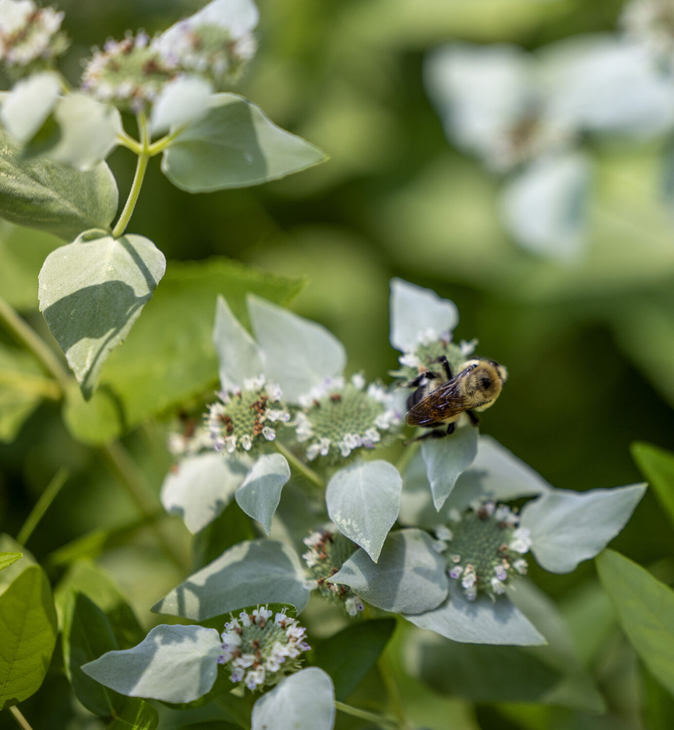 Charleston landscaper designs edible gardens