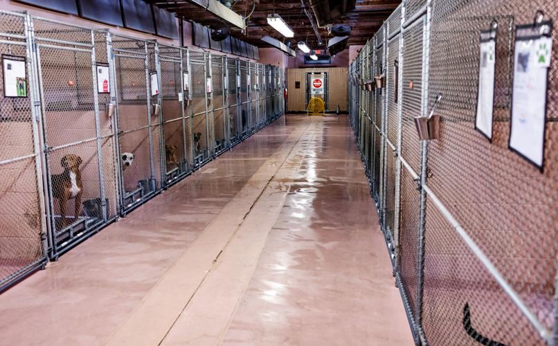 Animal shelters across SC are at 'breaking point'