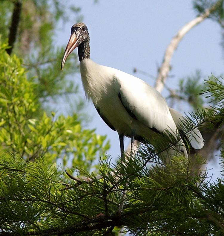 Once rare wood stork has another record SC nesting year | News ...