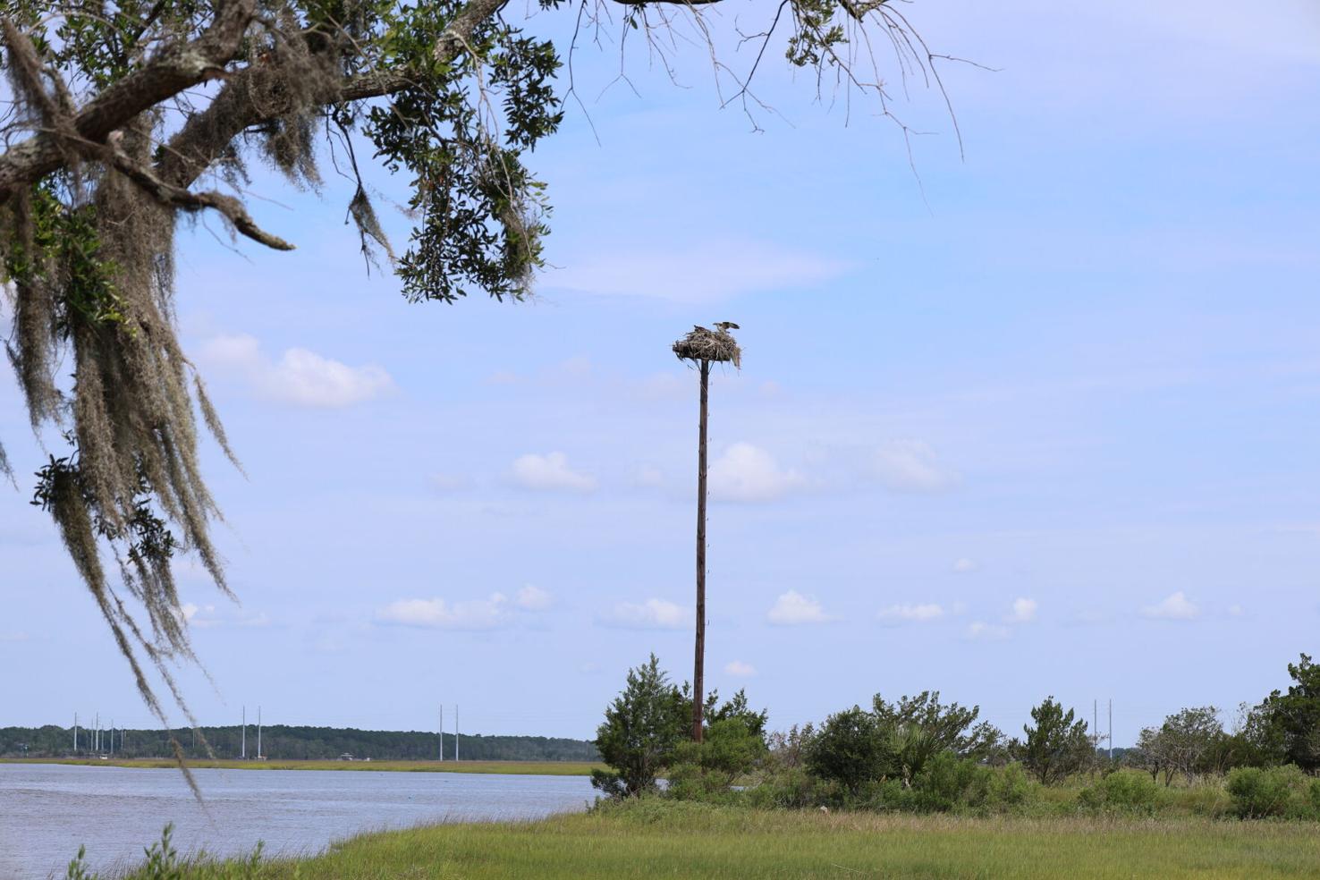Dill Sanctuary on James Island, SC, preserves history