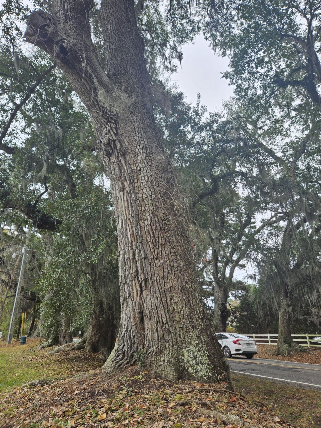 Tree removal for planned SC 61 bike path worries residents