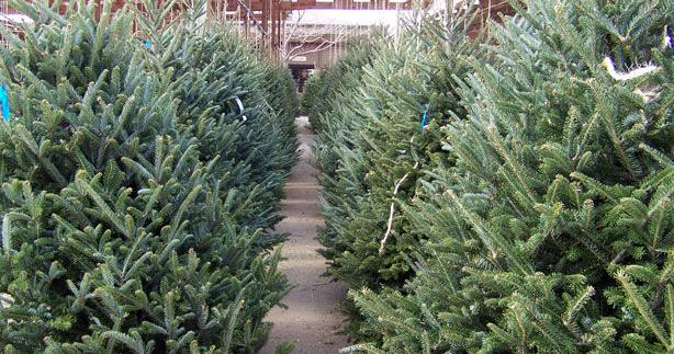 Dangers lurking in your Xmas tree