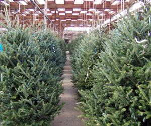 Dangers lurking in your Xmas tree