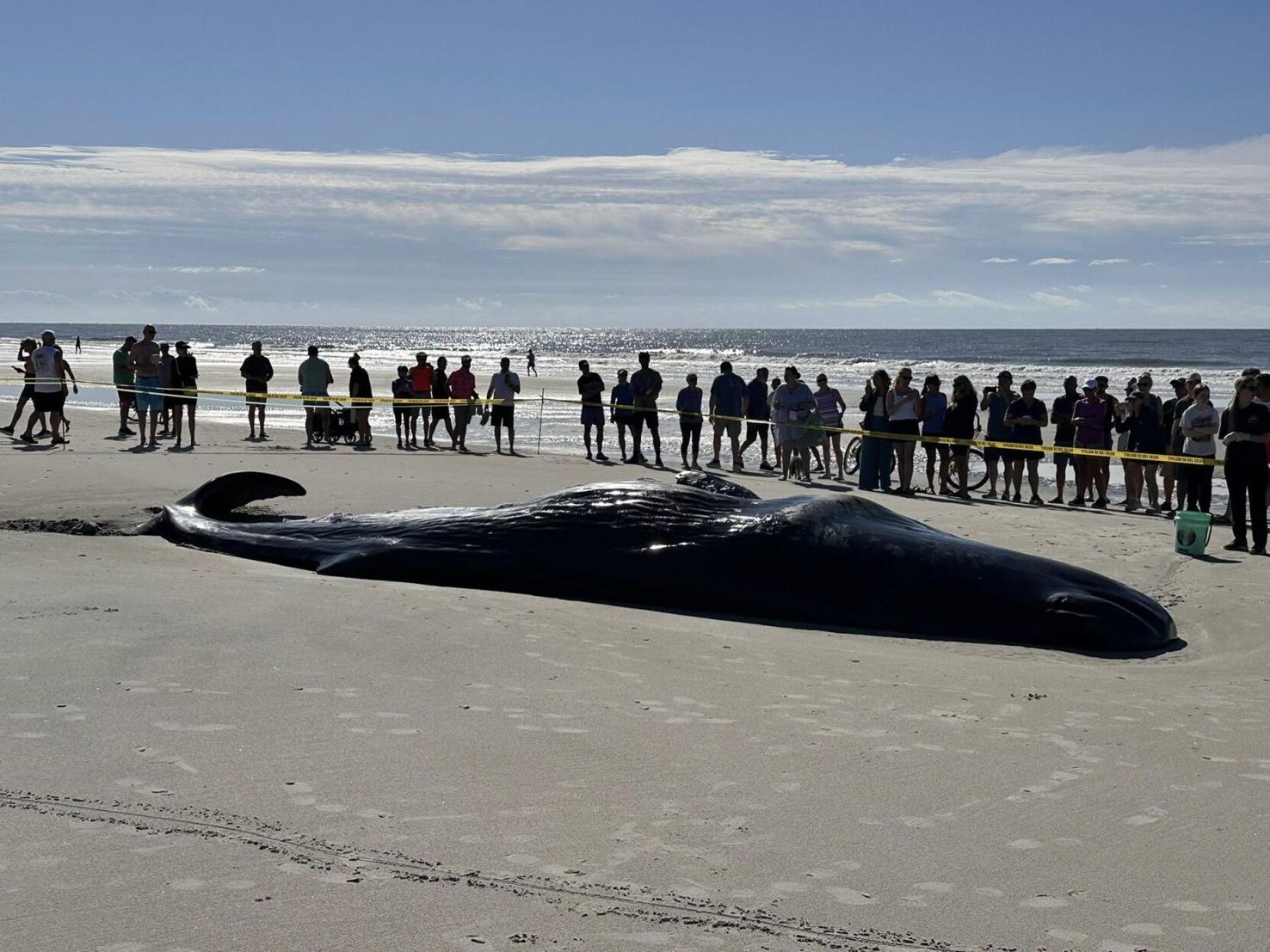 Sperm whale beaches on Hilton Head Island, to be euthanized
