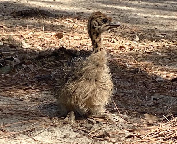 Ostrich chicks and other young animals abound at Eudora Farms