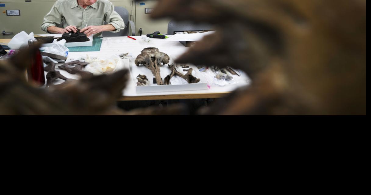 Shrouded in mystery, ancient marine fossils take shape in a College of ...