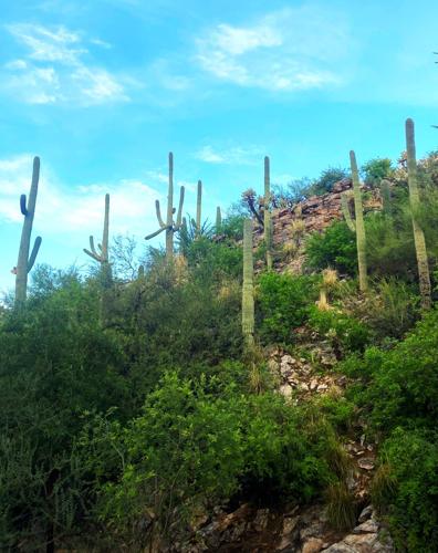 ECOVIEWS: Saguaros are superstars of the Sonoran Desert | Features ...
