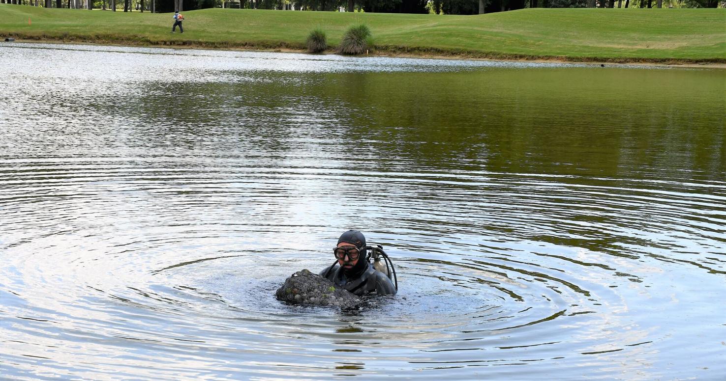 The uneasy occupation of diving for golf balls