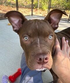 FONAA: Volunteer champions FONAA's Doggy Day Out program