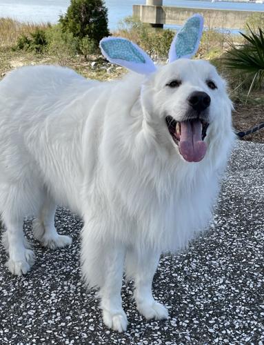 Reader photo pick of the week Bunny rabbits
