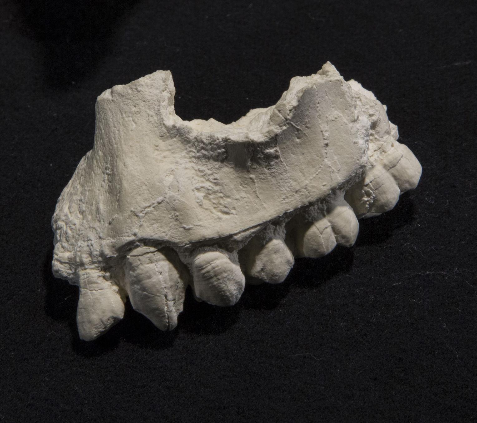 Study: Ethiopian fossils indicate new forerunner of humans | News ...