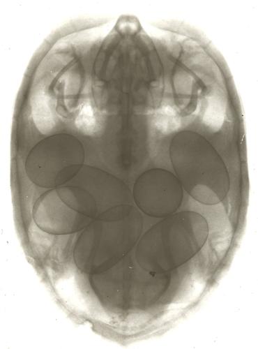 ECOVIEWS: Radiation can be good for turtles | Features | postandcourier.com