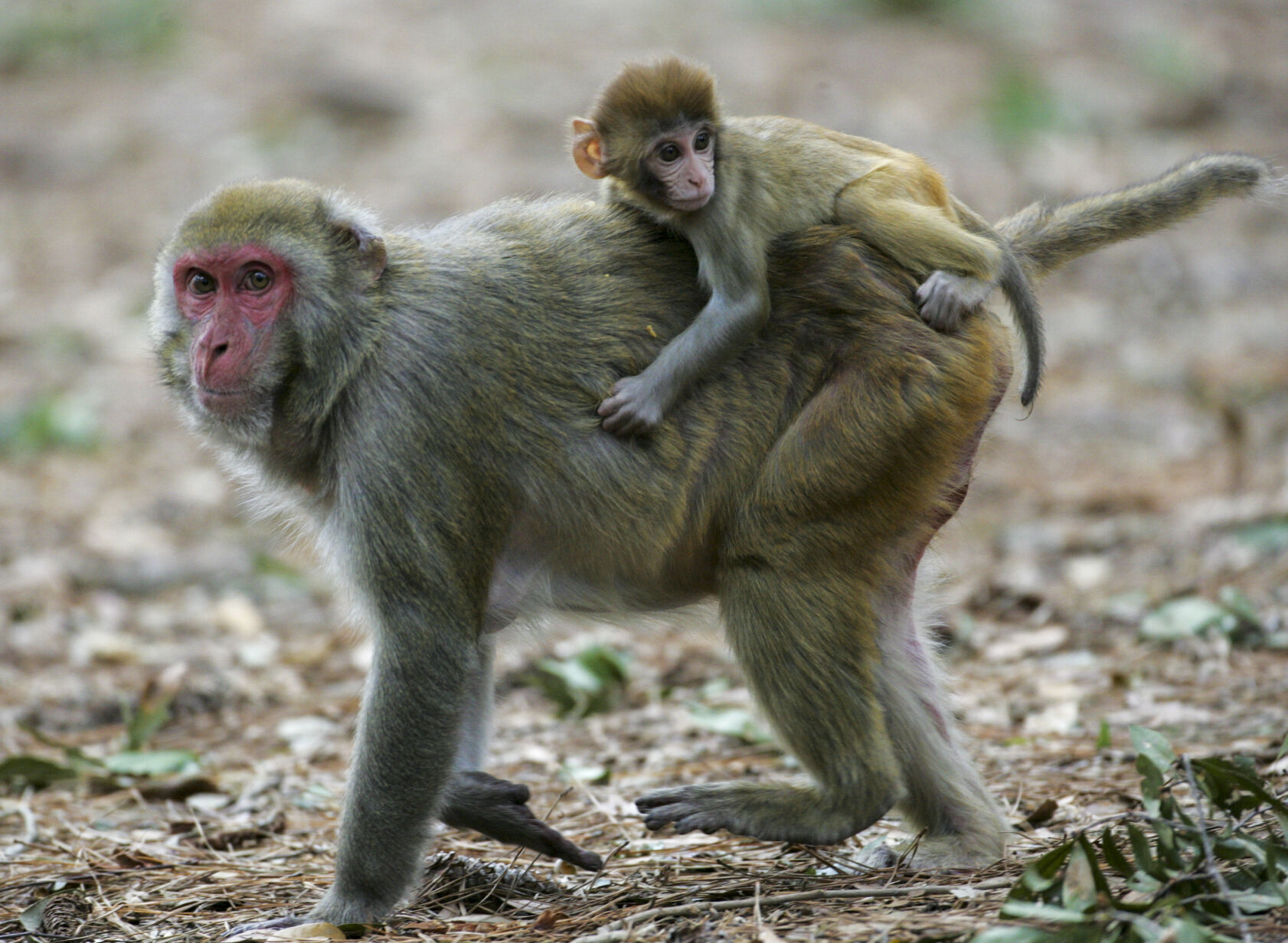 Page A1 | E‑Paper – The Post and Courier | Full Digital SC’s Top Newspaper