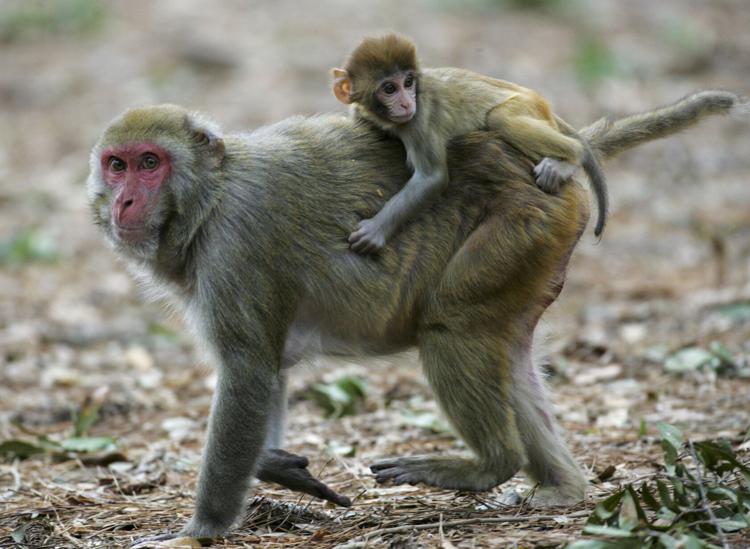 Page A1 | E‑Paper – The Post and Courier | Full Digital SC’s Top Newspaper