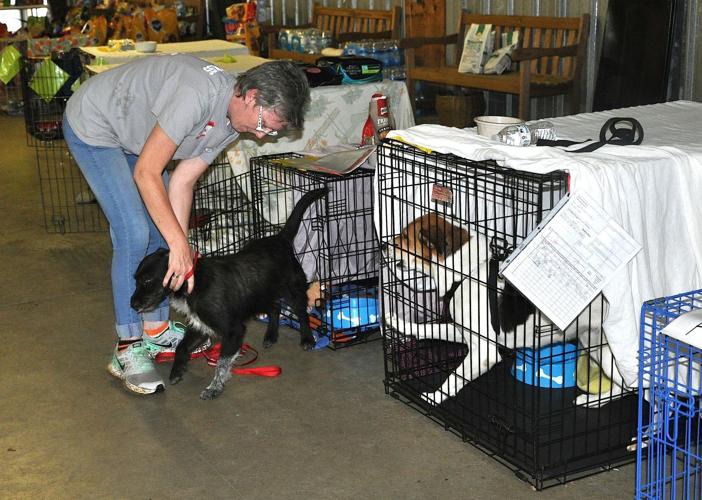 Shelter from the storm: Team Stinkykiss seeking homes for canine evacuees